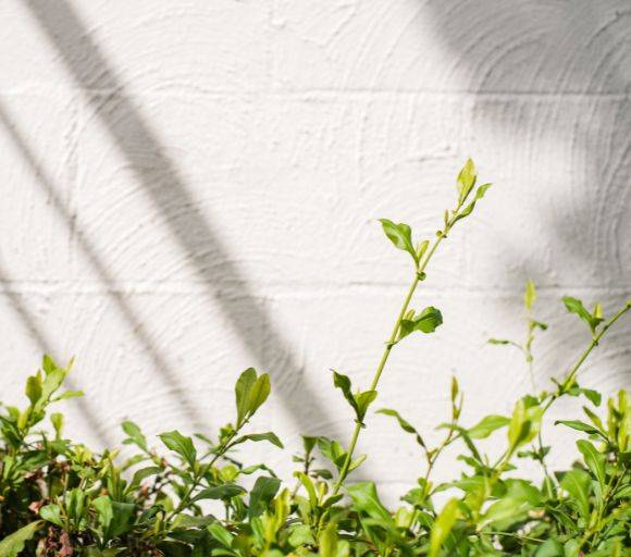 violapropertiesltd.com